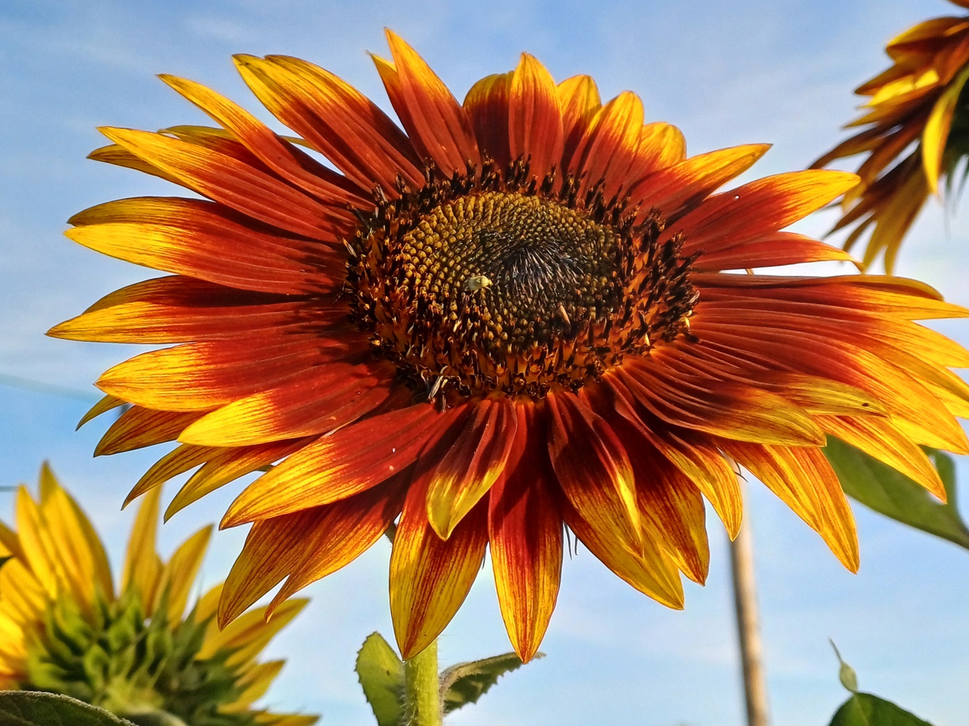 11. GOLDGELB Festival 15.-19. August 2024 - GOLDGELB - Festival im ...